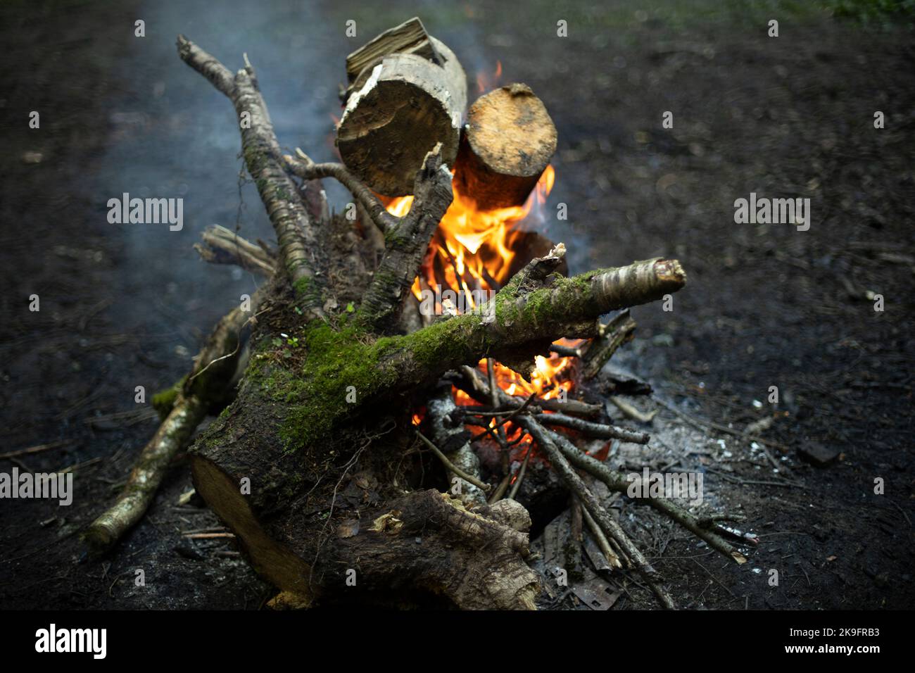 Fire in forest. Flame is yellow. Burning of dry branches. Big fire ...