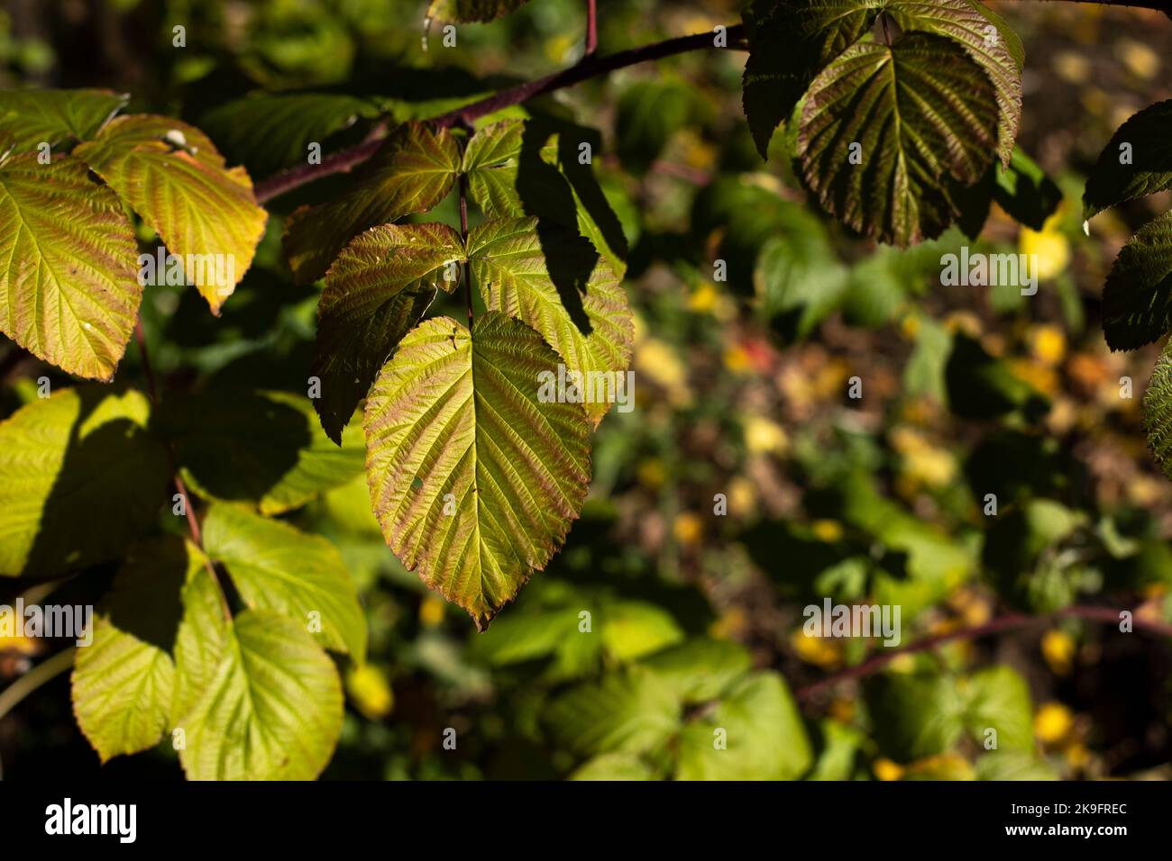 Plants in garden. Details of nature in autumn. Leaves and stems ...