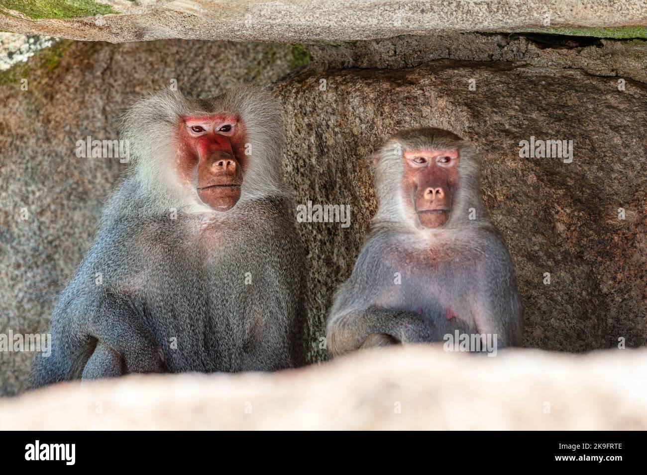 Pair of monkey standing together . Baboon male and female Stock Photo ...