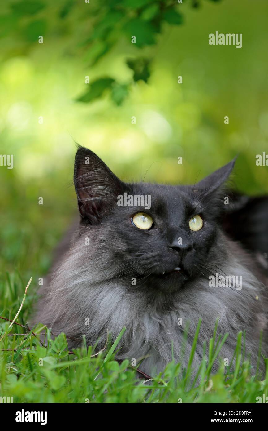 Young norwegian forest cat male resting under green bush Stock Photo ...
