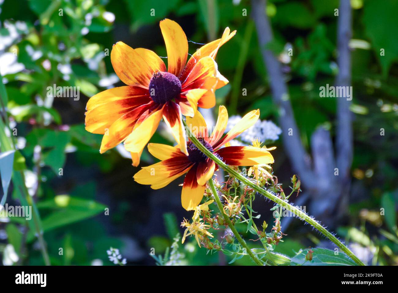 A pair of yellow and red Coneflower's with its flower pedals opened up ...