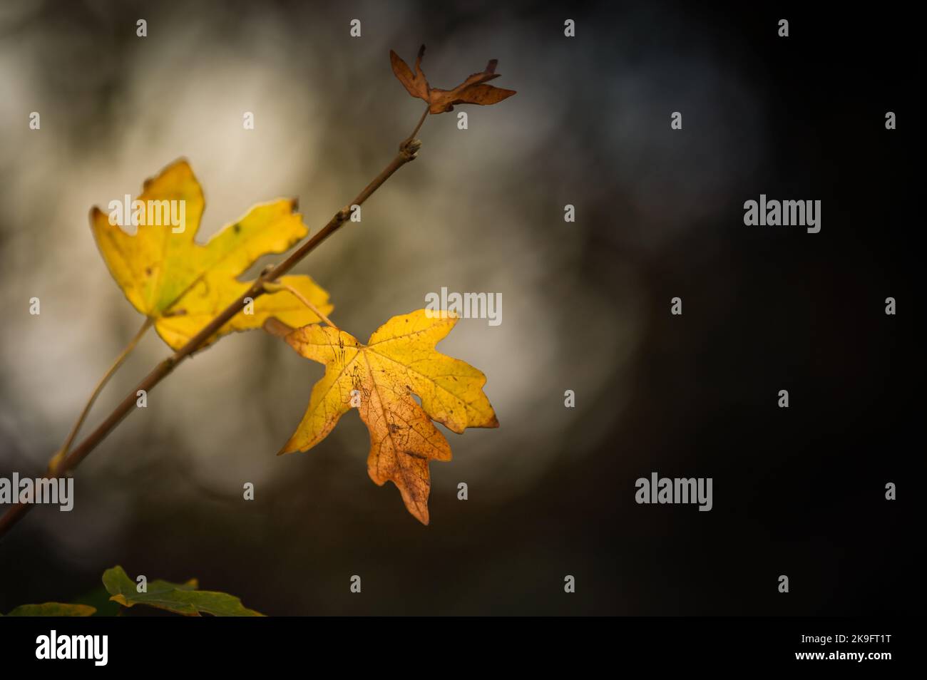 Yellow maple tree leaves against moody background Stock Photo - Alamy