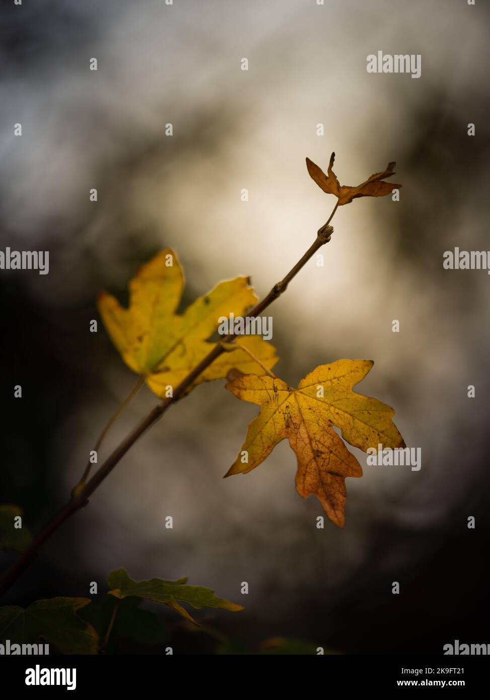 Yellow maple tree leaves against moody background Stock Photo - Alamy