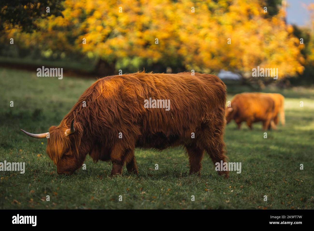 Pollock park cows glasgow hi-res stock photography and images - Alamy