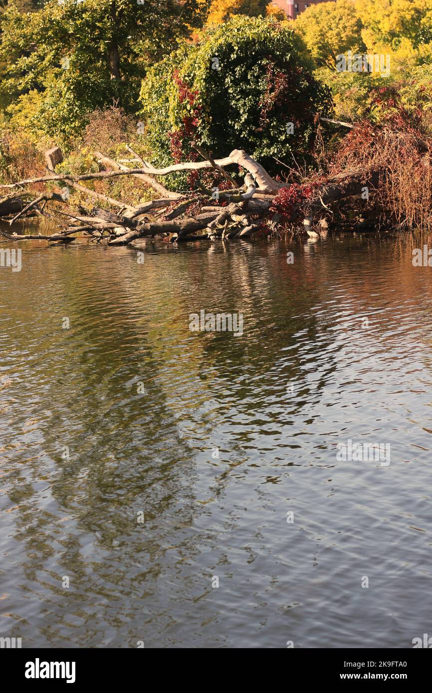 Grassy wilderness growing along the shoreline of the local pond Stock ...