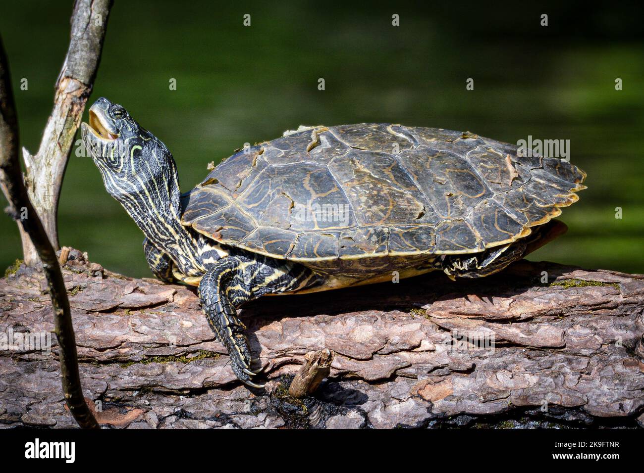A close-up of a female Painted Turtle's enjoying the summer sunshine on ...
