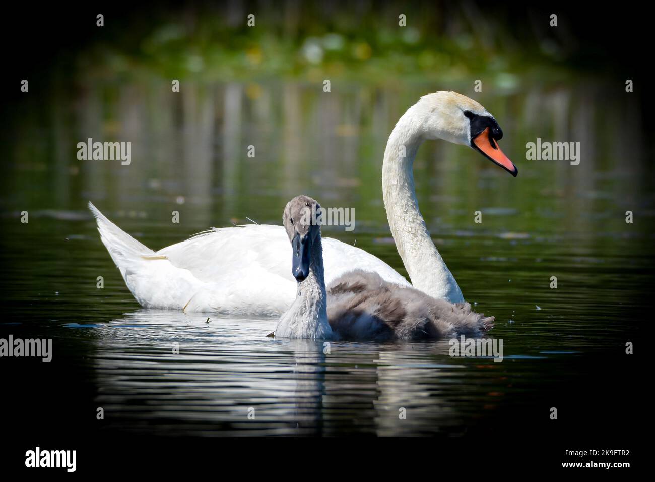 A male Mute Swan and his juvenile swimming along the Rideau Canal on a ...