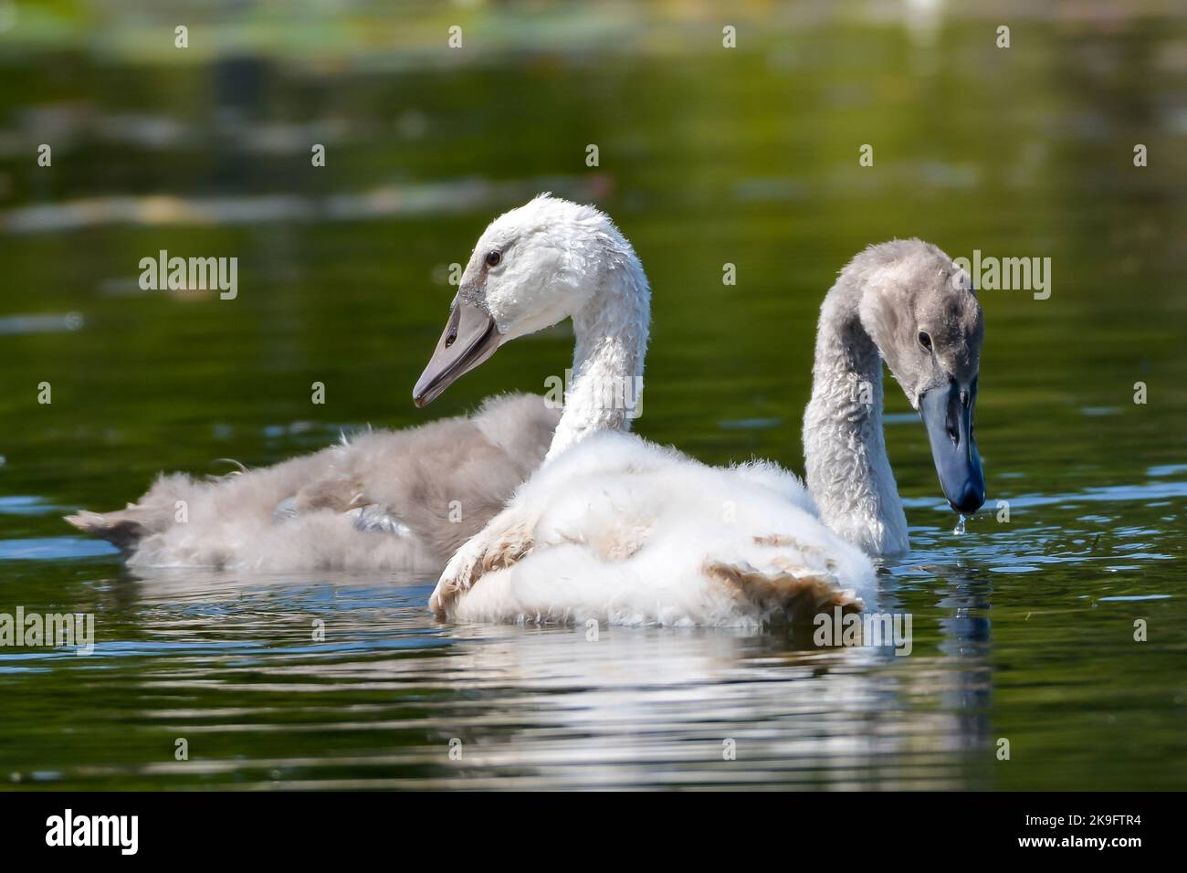 A close up of a pair of fluffy juvenile Mute Swans floating along the ...