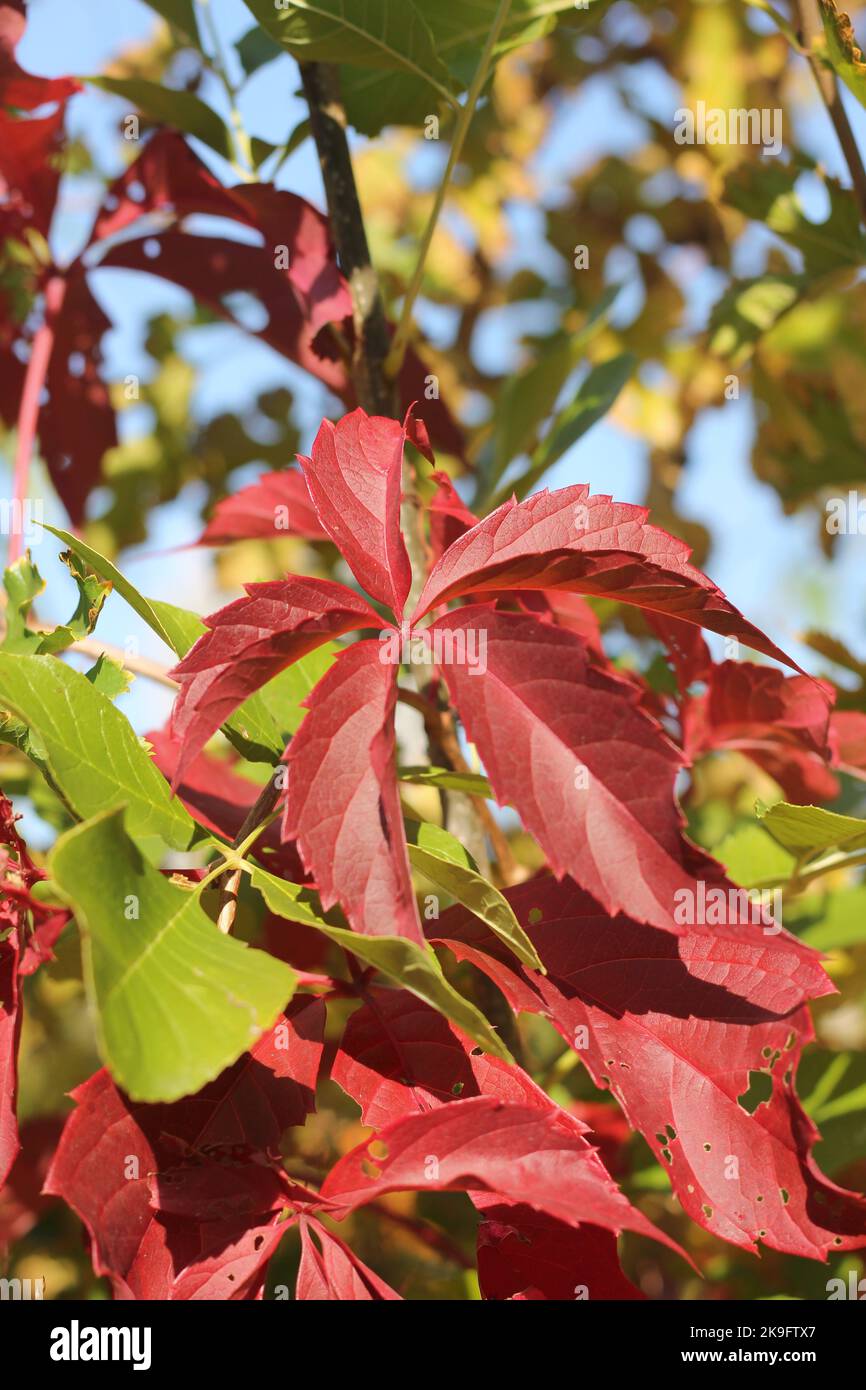 BrIght red autumn leaves shimmering with the golden fall colors Stock ...