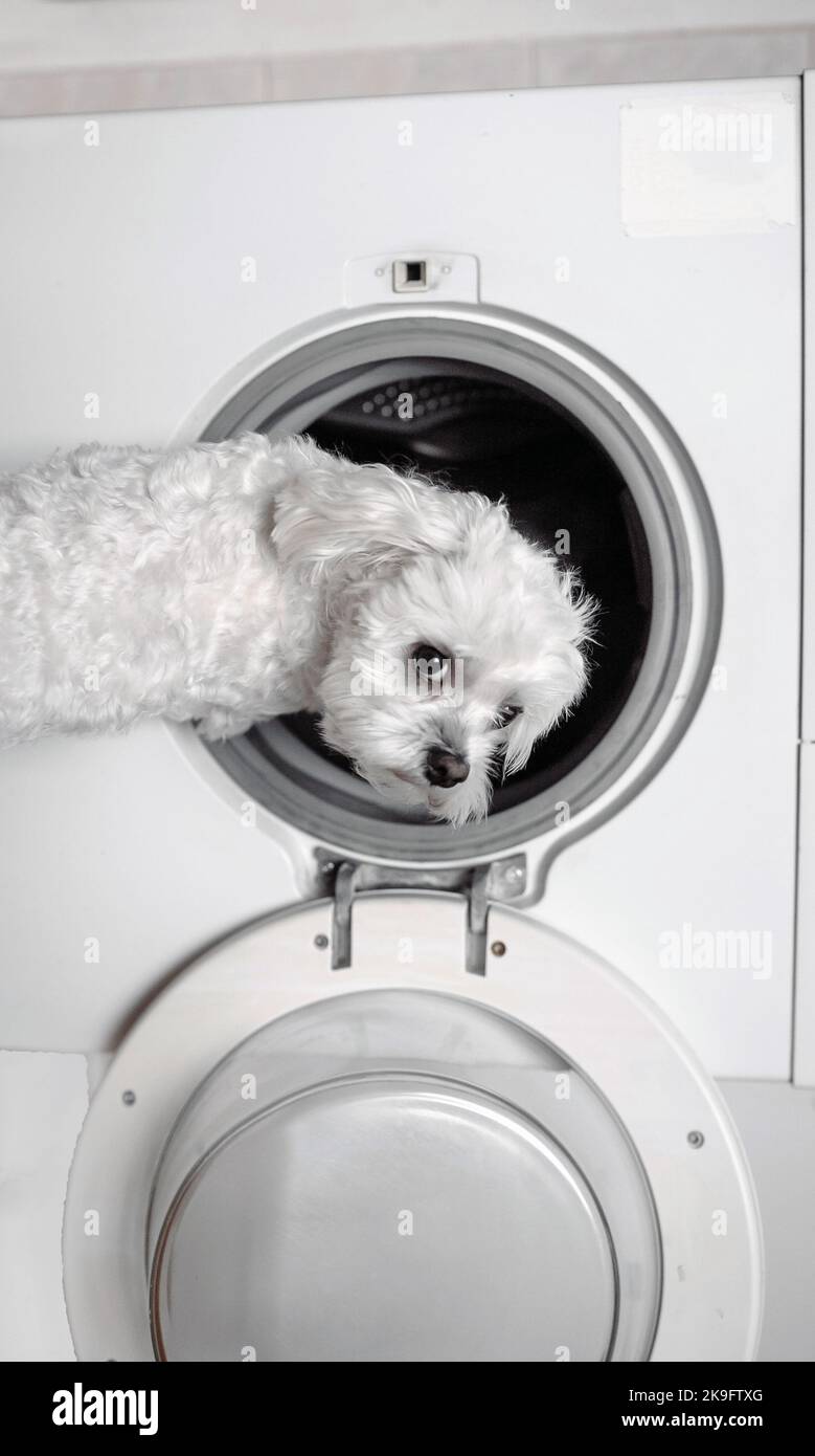 Automatic dog wash machine hi-res stock photography and images - Alamy
