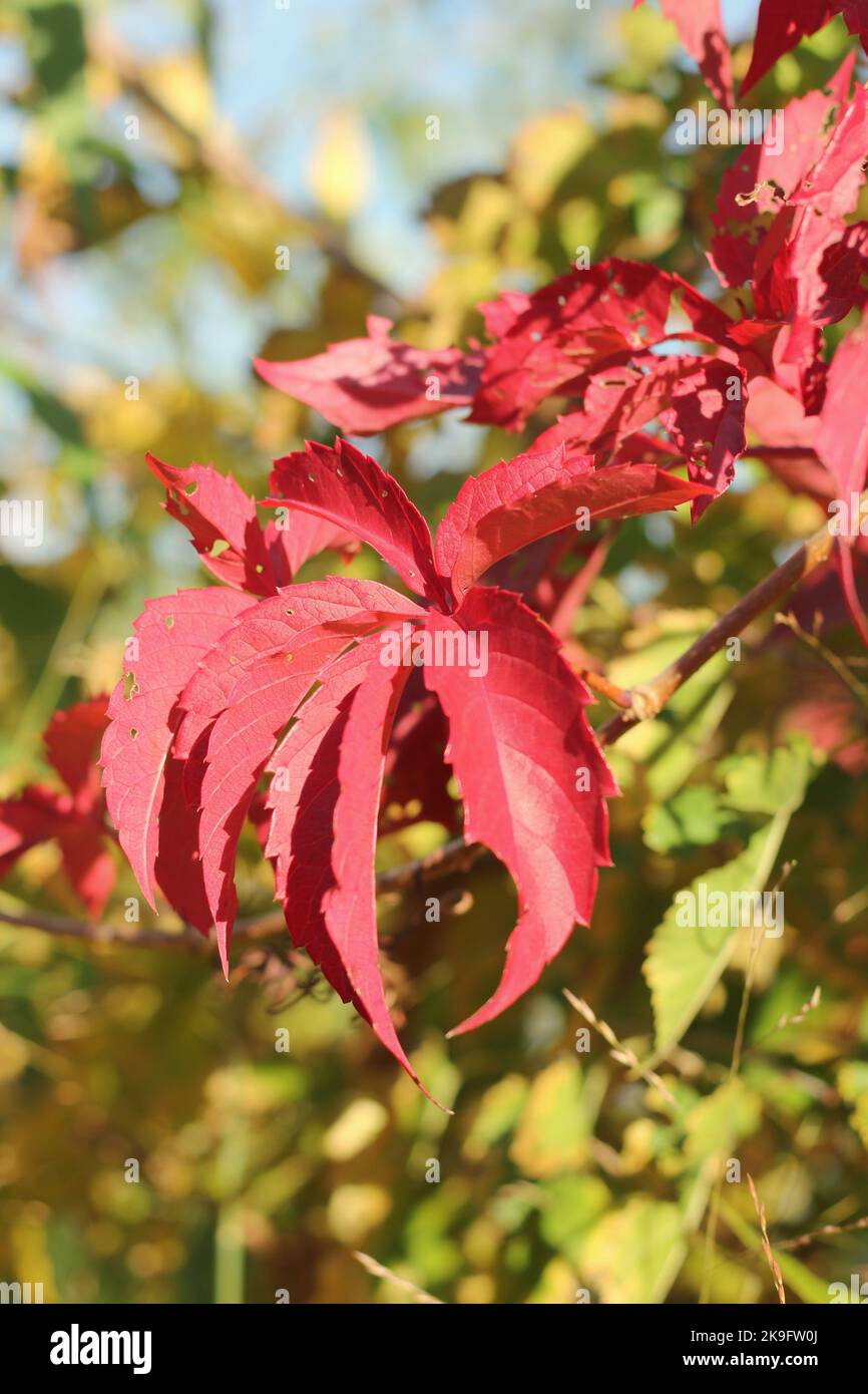 BrIght red autumn leaves shimmering with the golden fall colors Stock ...