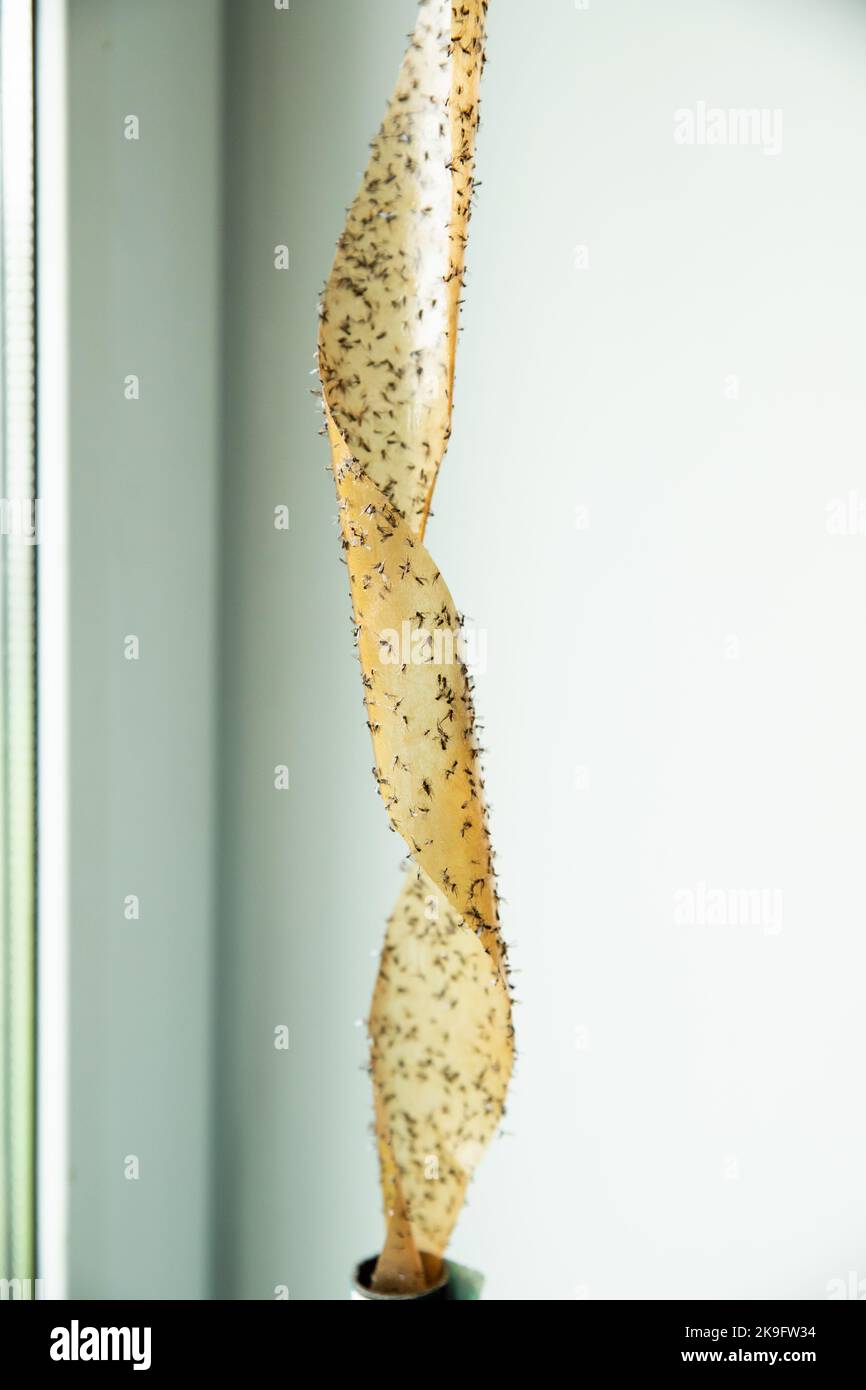 Dead Drosophila midges a lot on sticky tape on window. Flycatcher ...