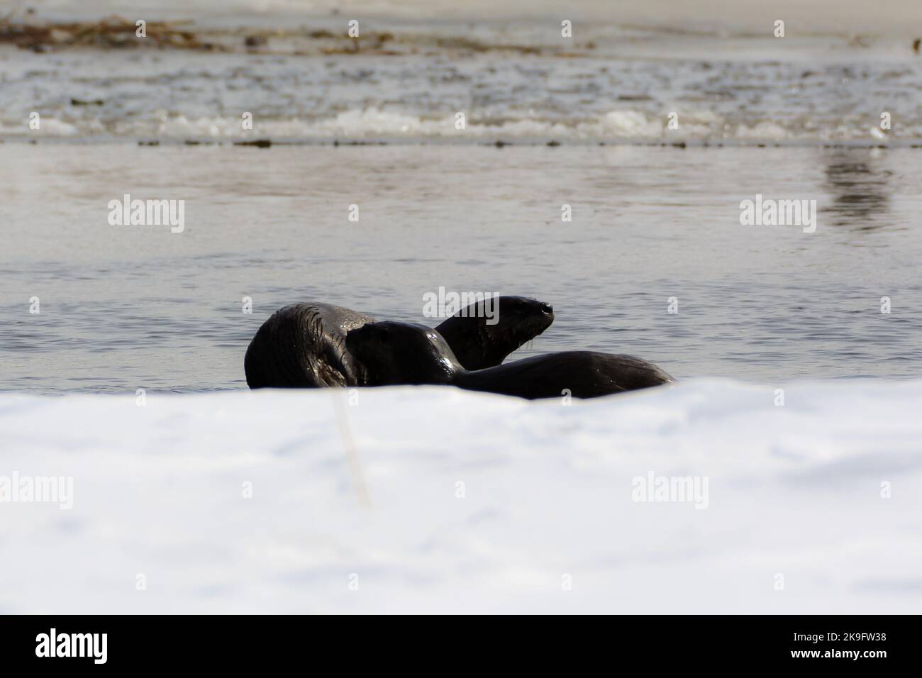 Pair feeding canada geese hi-res stock photography and images - Alamy