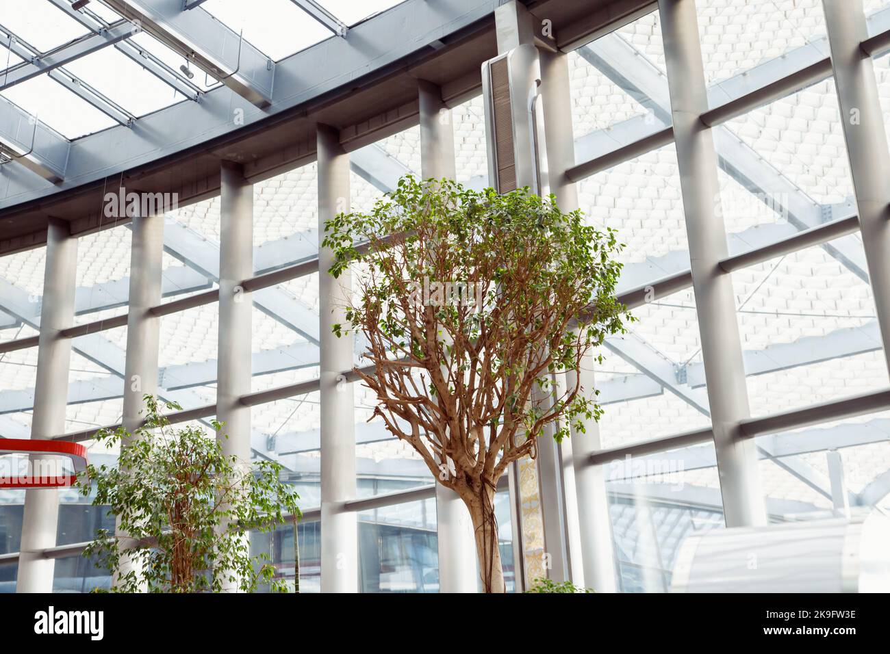 Tree inside indoor modern building. Winter Home garden. Glass roof and ...