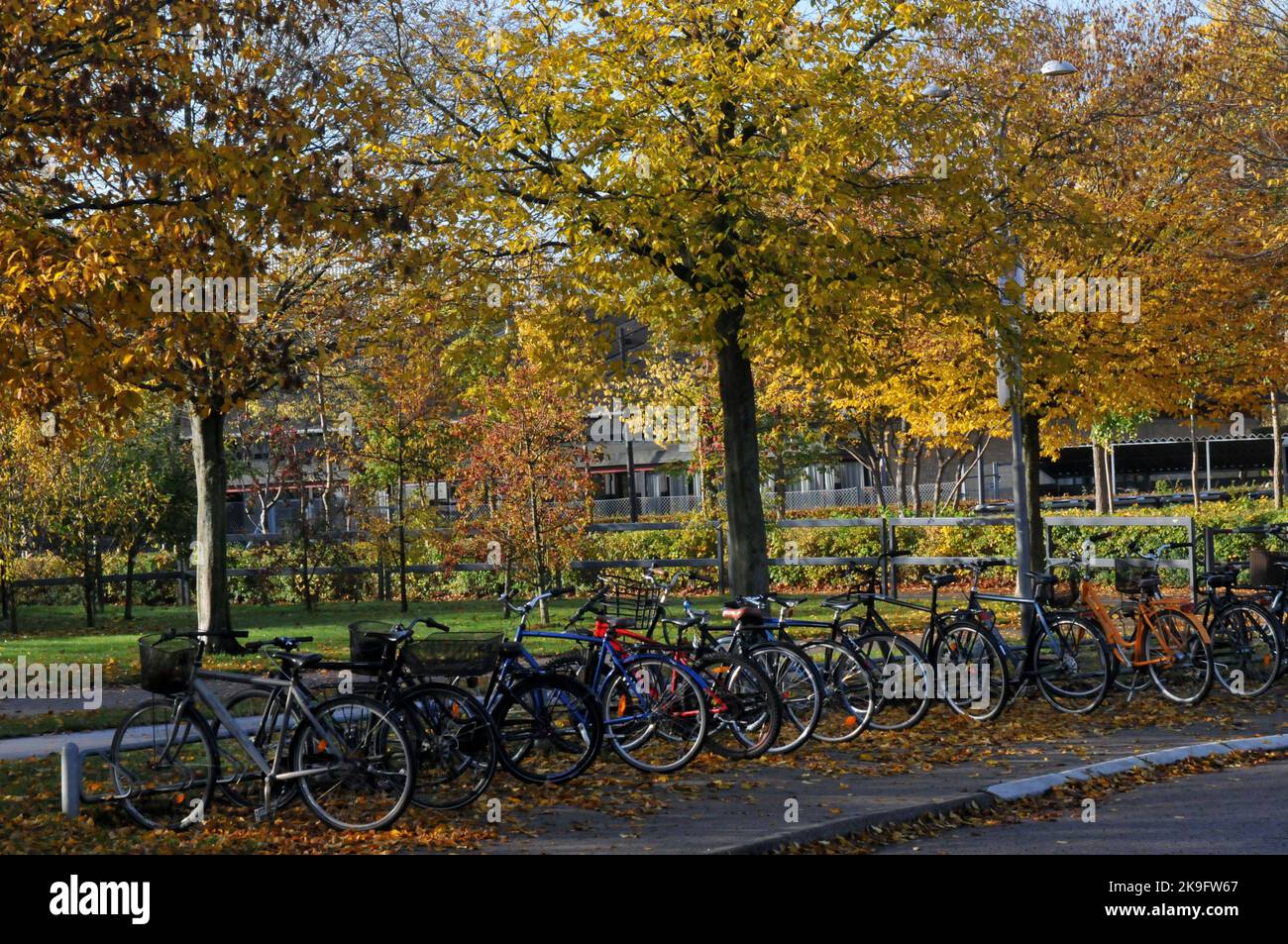 Copenhagen/Denmark/28 October 2022/Autumn or fall colour of tree and ...