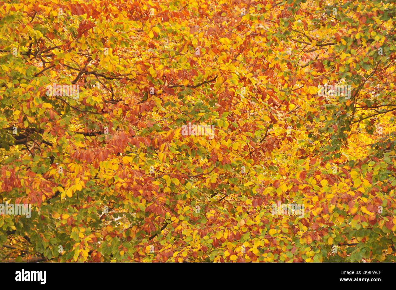 Copenhagen/Denmark/28 October 2022/Autumn or fall colour of tree and ...