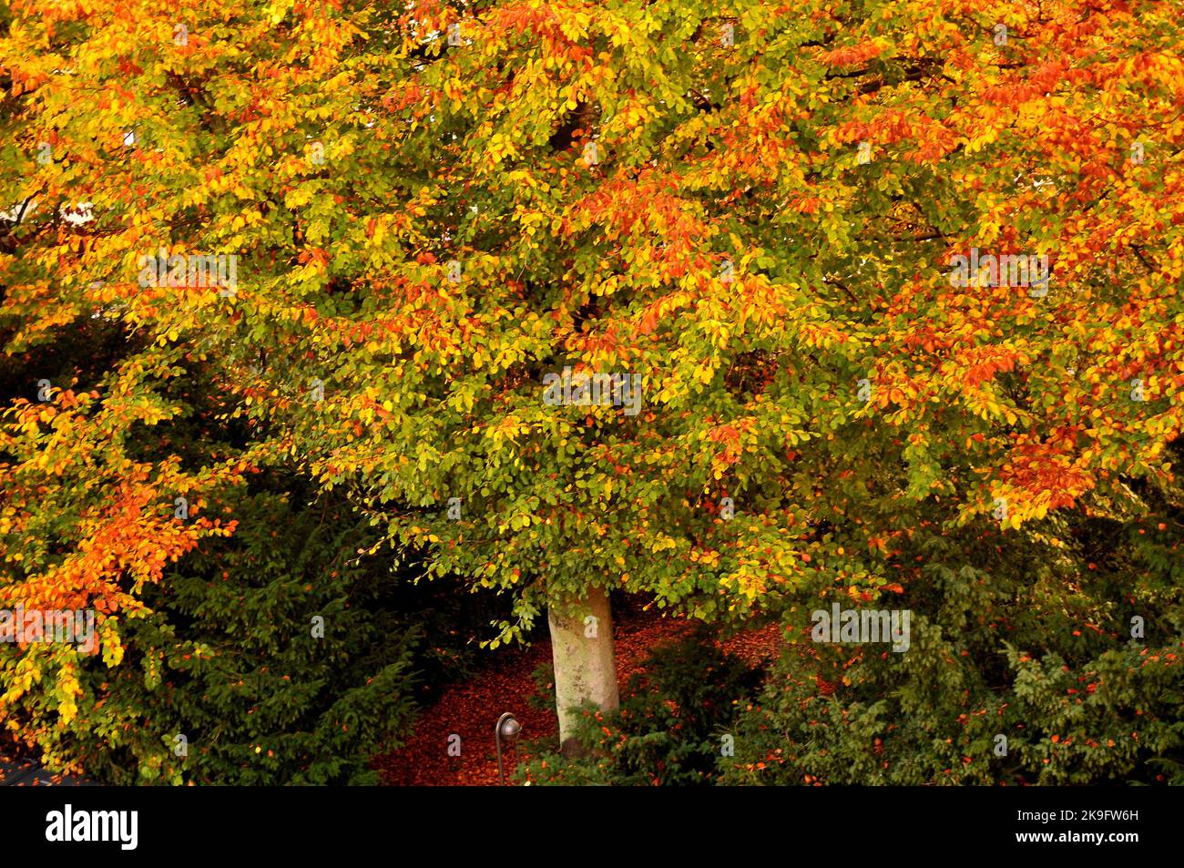 Copenhagen/Denmark/28 October 2022/Autumn or fall colour of tree and ...