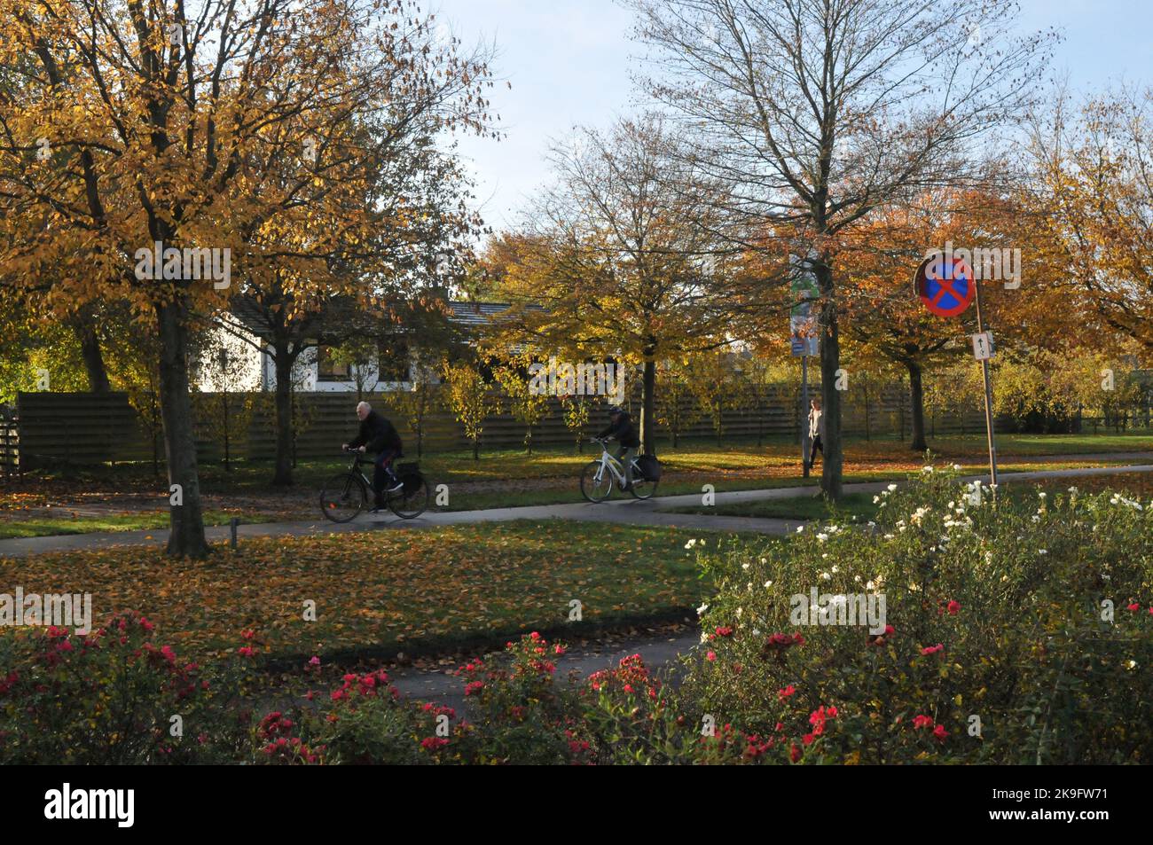 Copenhagen/Denmark/28 October 2022/Autumn or fall colour of tree and ...