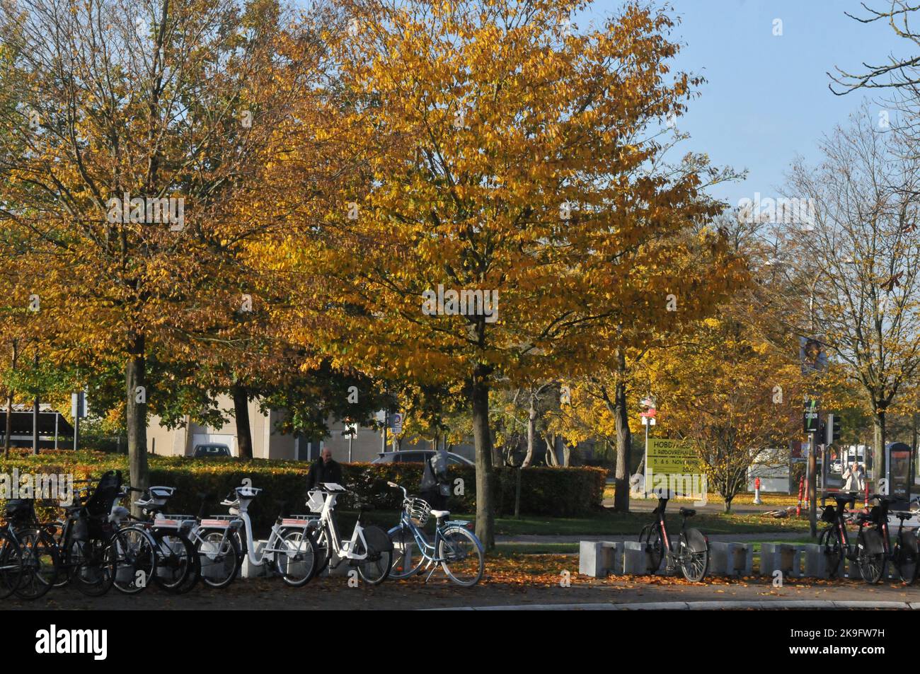 Copenhagen/Denmark/28 October 2022/Autumn or fall colour of tree and ...