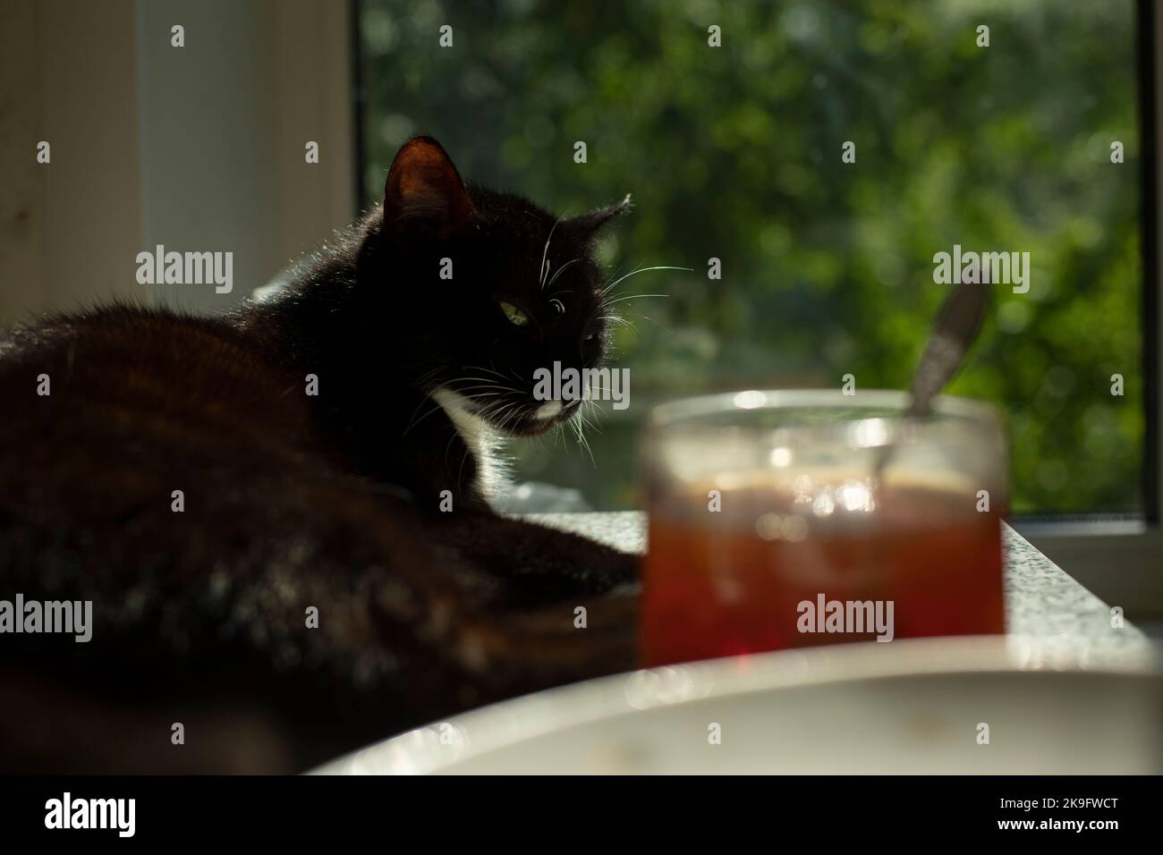 Cat is lying on kitchen table. Black cat on background of window. Pet ...