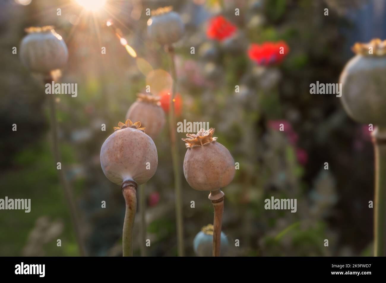 poppy with a white cross. Beautiful white and red poppy flower ...