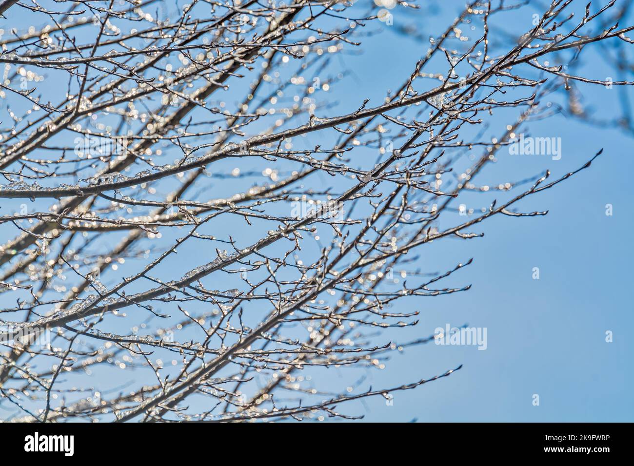 Ice glazed tree branches in sun light on blue sky background Stock ...