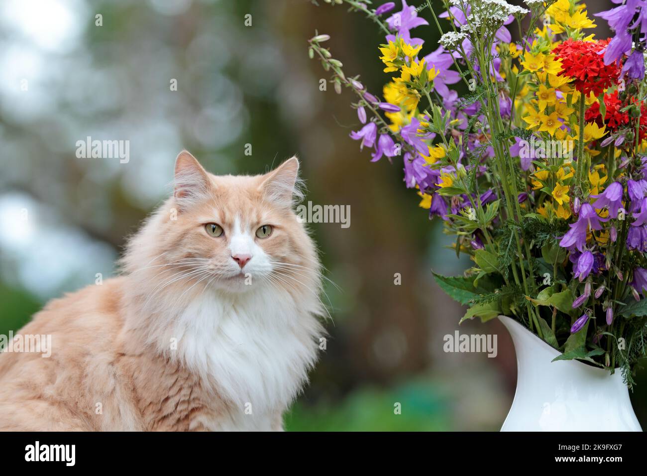A norwegian forest cat and summer flowers Stock Photo - Alamy