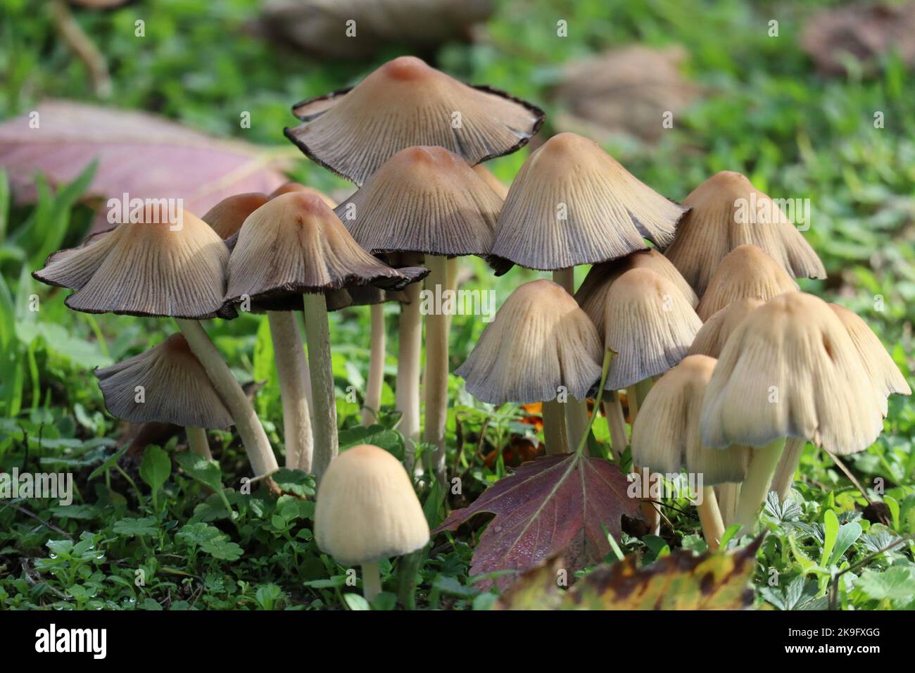 common Ink-cap in a typical Group arrangement Stock Photo - Alamy