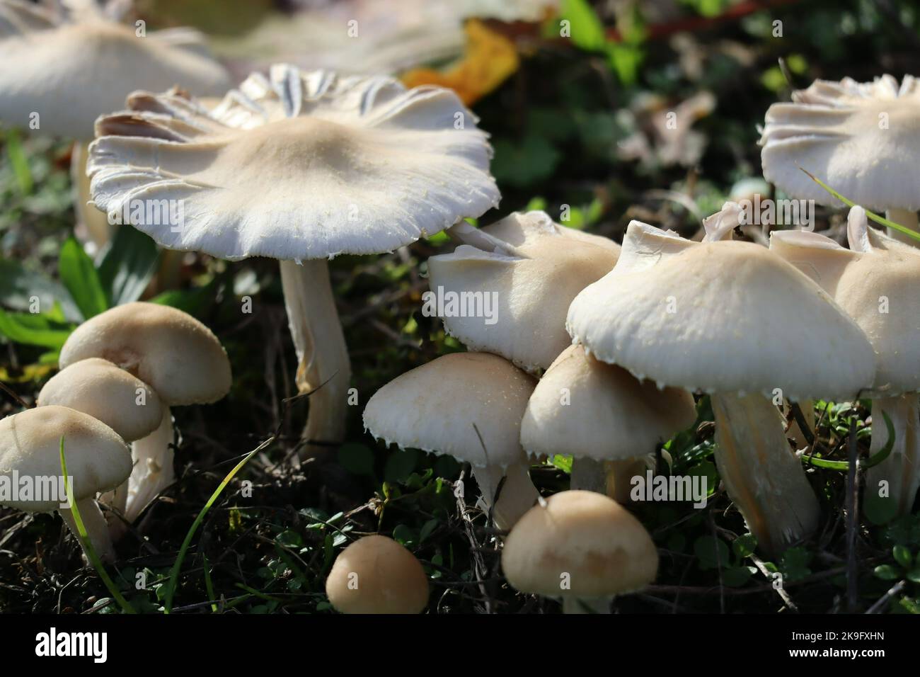 Different mushroom species hi-res stock photography and images - Alamy