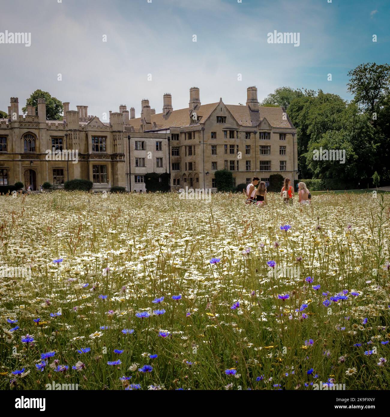 The wildflower meadow at Kings College Cambridge Stock Photo - Alamy
