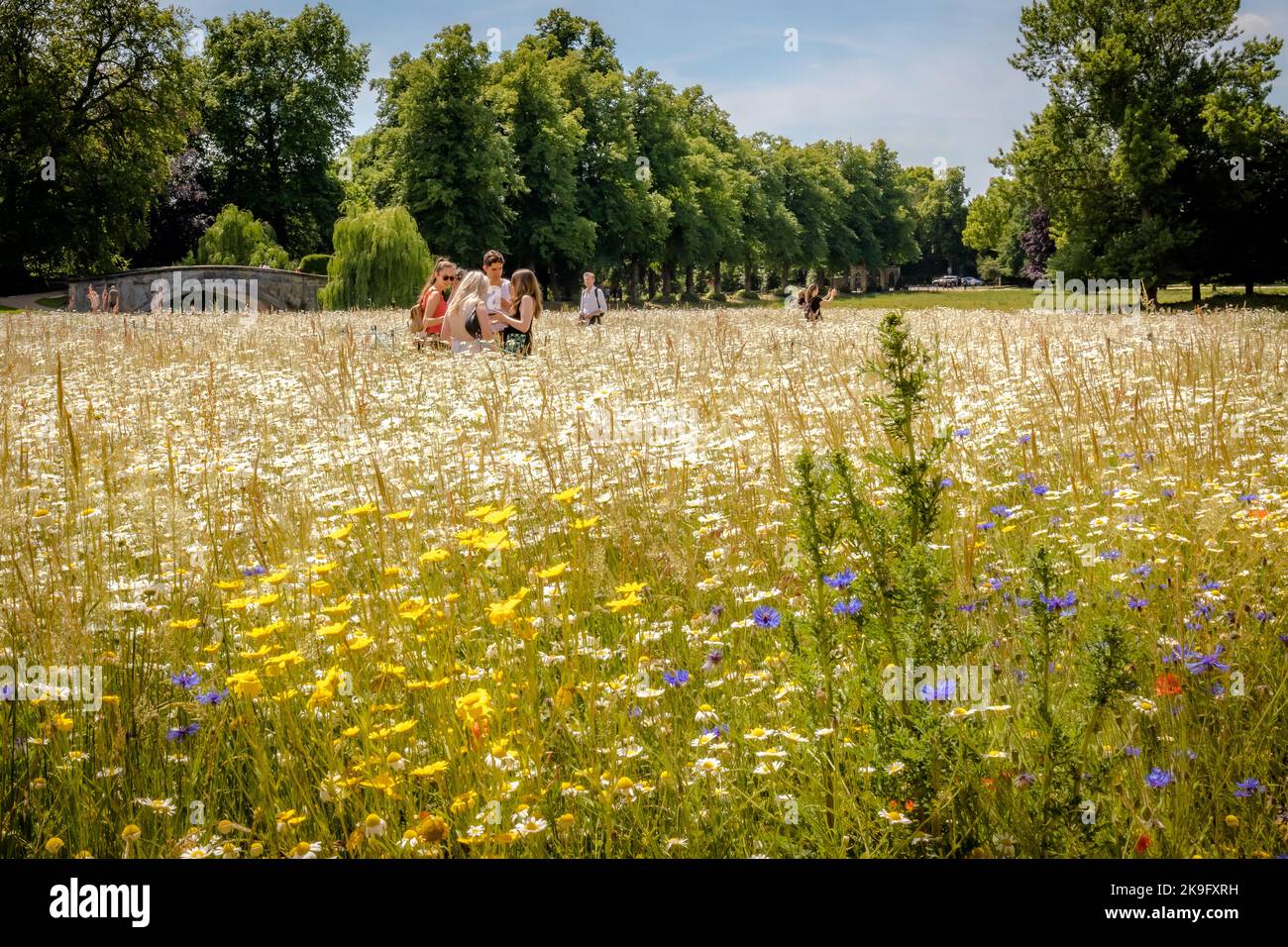 The wildflower meadow at Kings College Cambridge Stock Photo - Alamy