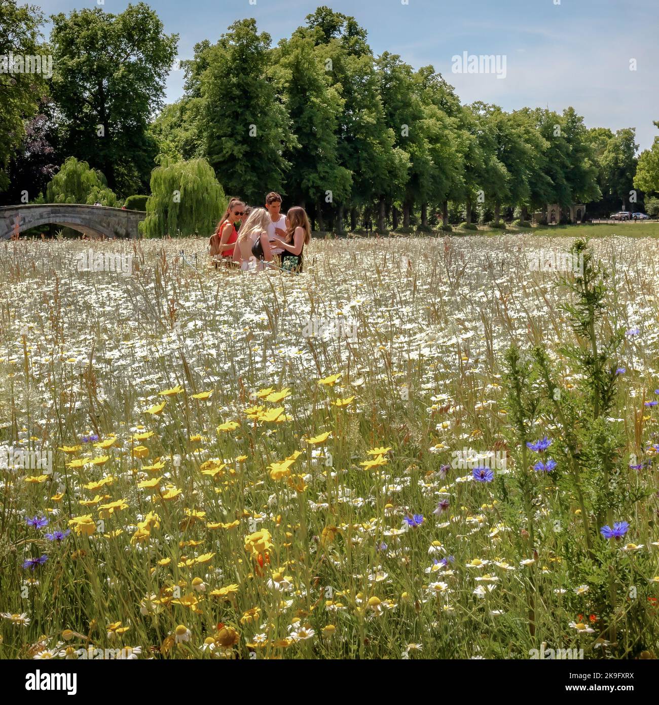 The wildflower meadow at Kings College Cambridge Stock Photo - Alamy
