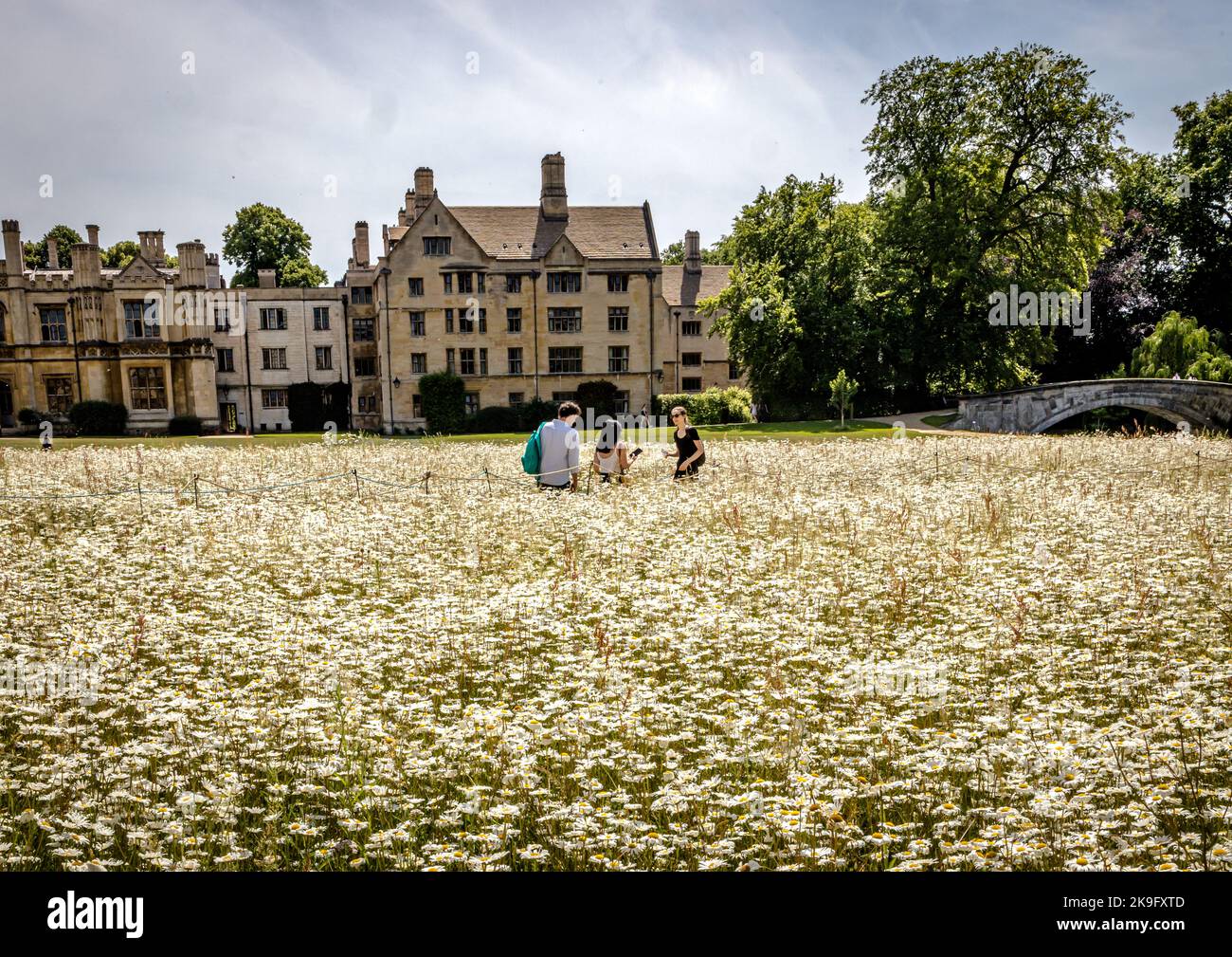 The wildflower meadow at Kings College Cambridge Stock Photo - Alamy