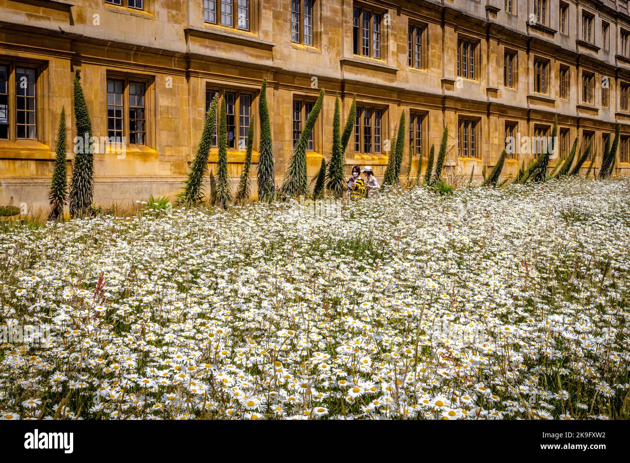 The wildflower meadow at Kings College Cambridge Stock Photo - Alamy