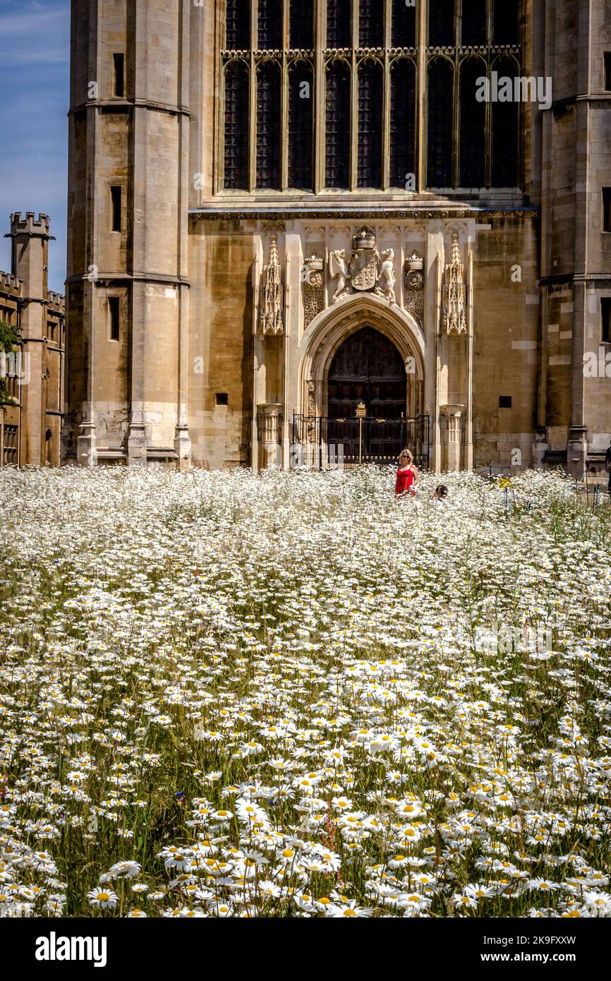 The wildflower meadow at Kings College Cambridge Stock Photo - Alamy