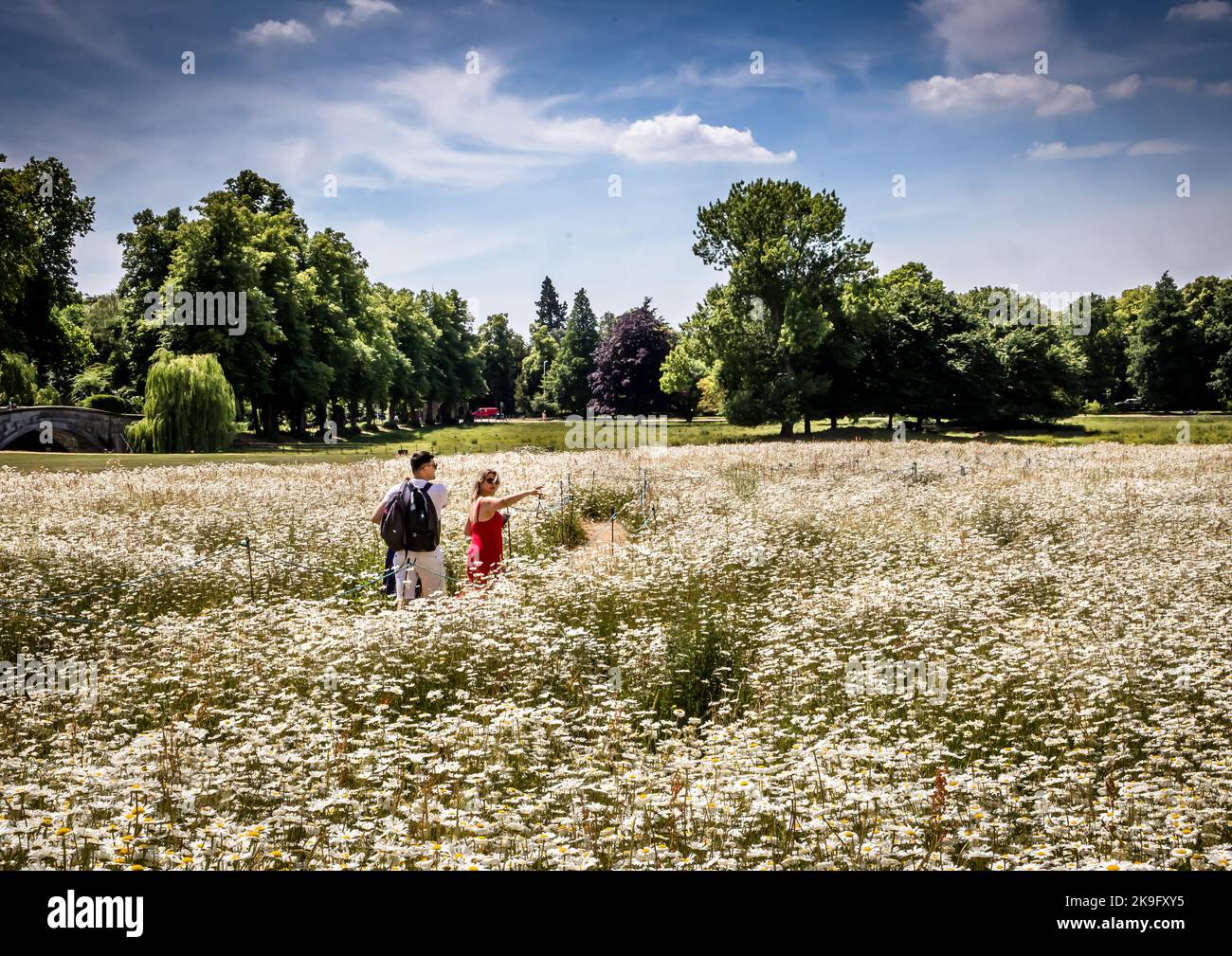 The wildflower meadow at Kings College Cambridge Stock Photo - Alamy