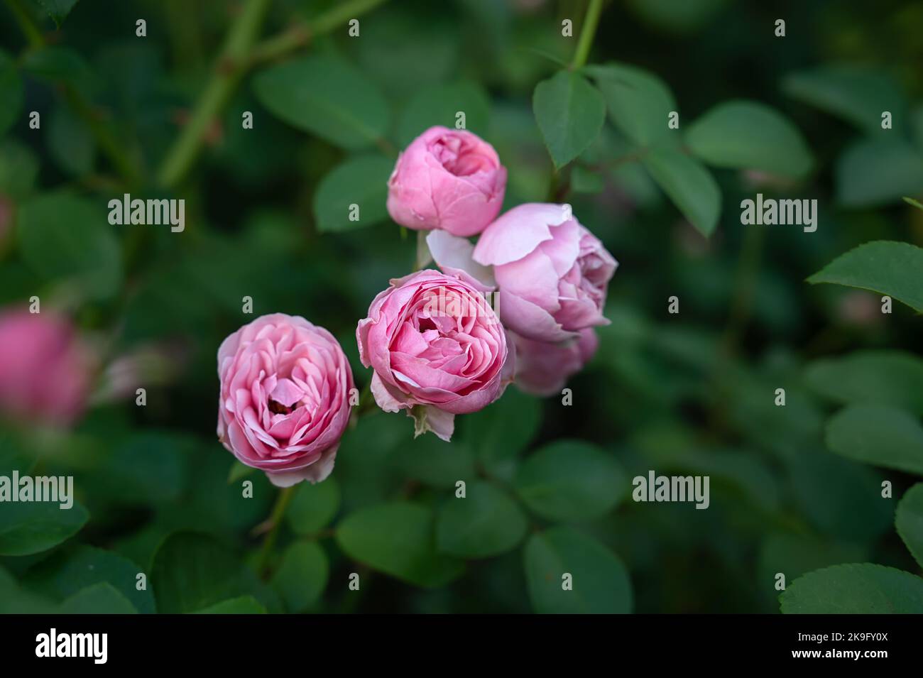 peony - shaped small pink rose in the garden . Photo of an English bush ...