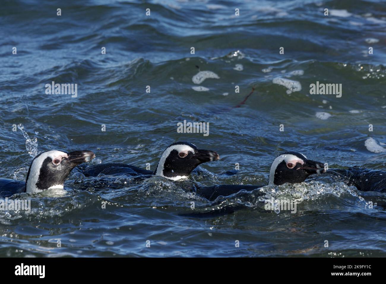 African penguin, Cape penguin or South African penuguin (Spheniscus ...