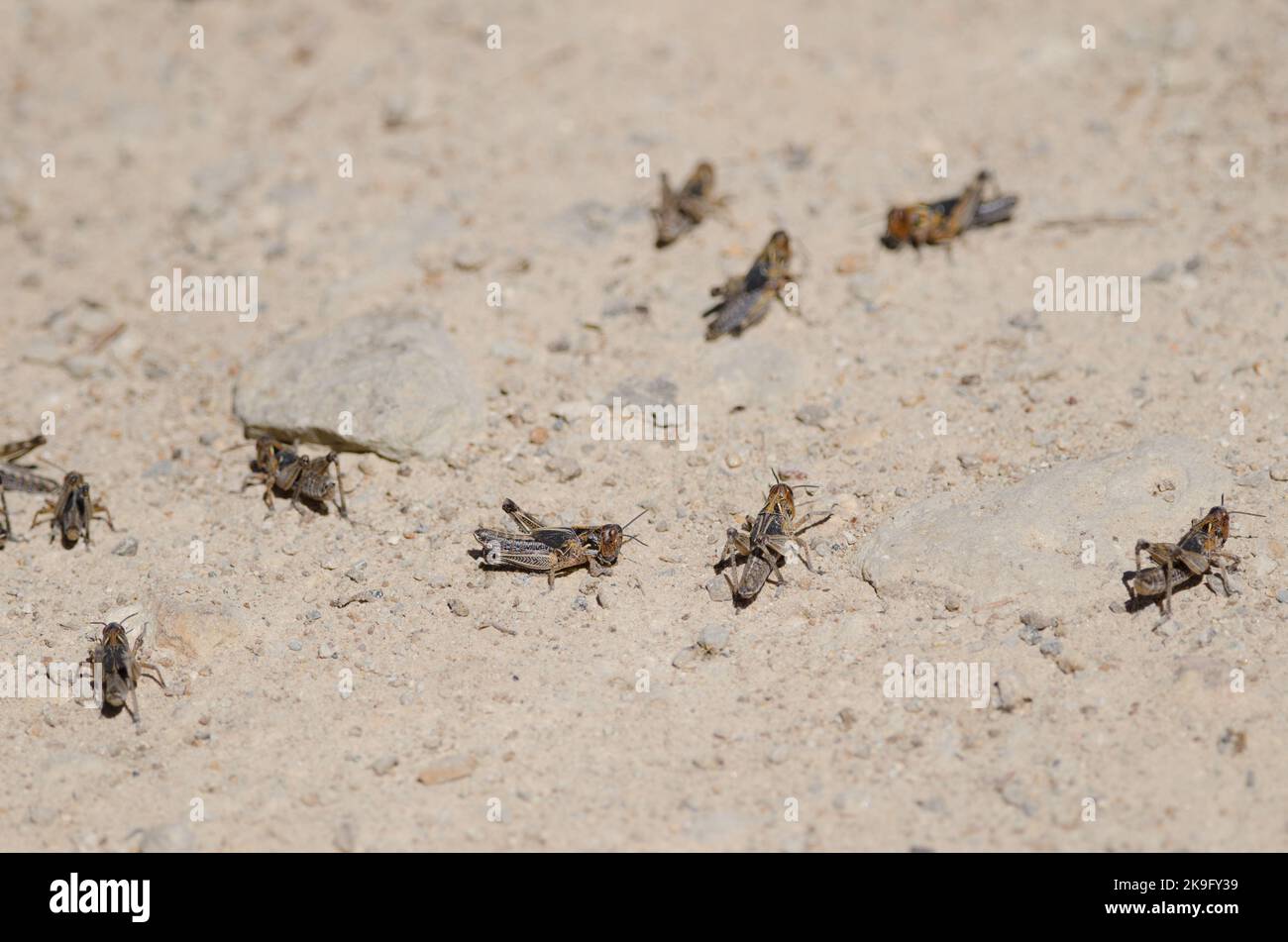 Nymphs of Moroccan locust Dociostaurus maroccanus. Cruz de Pajonales ...