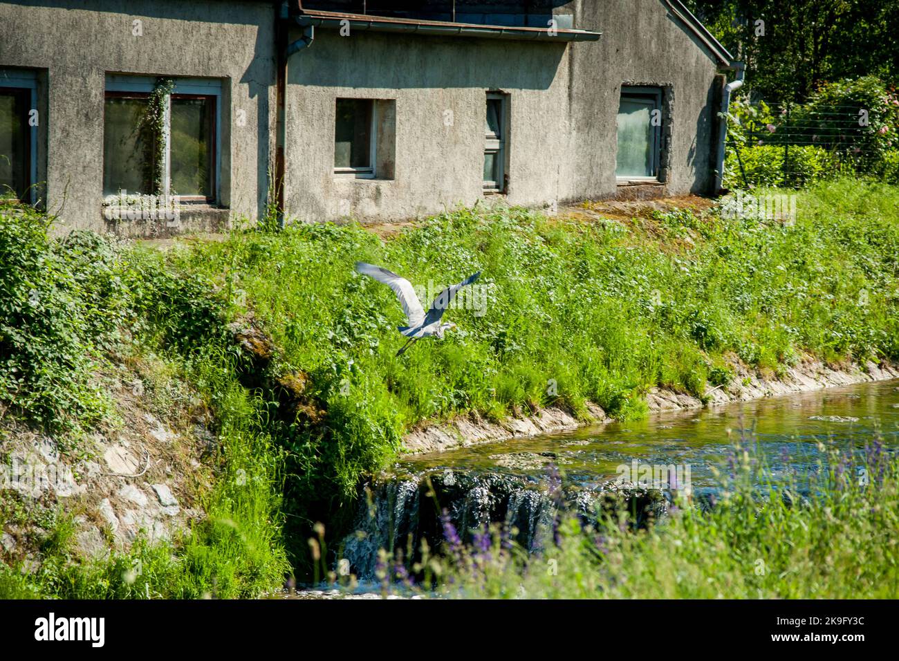 Heron standing in sunny day next to small waterfall stream Stock Photo ...