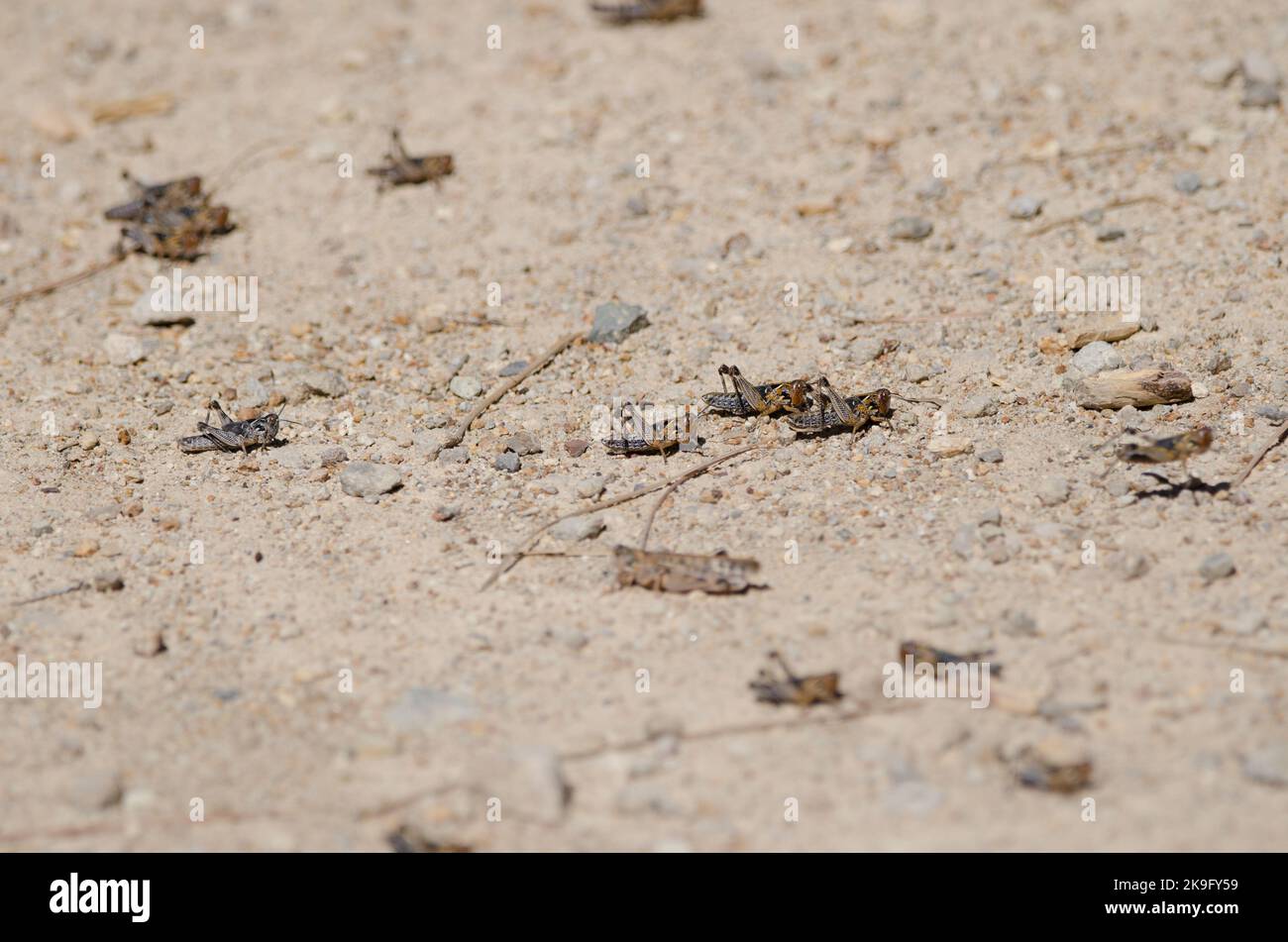 Nymphs of Moroccan locust Dociostaurus maroccanus. Cruz de Pajonales ...