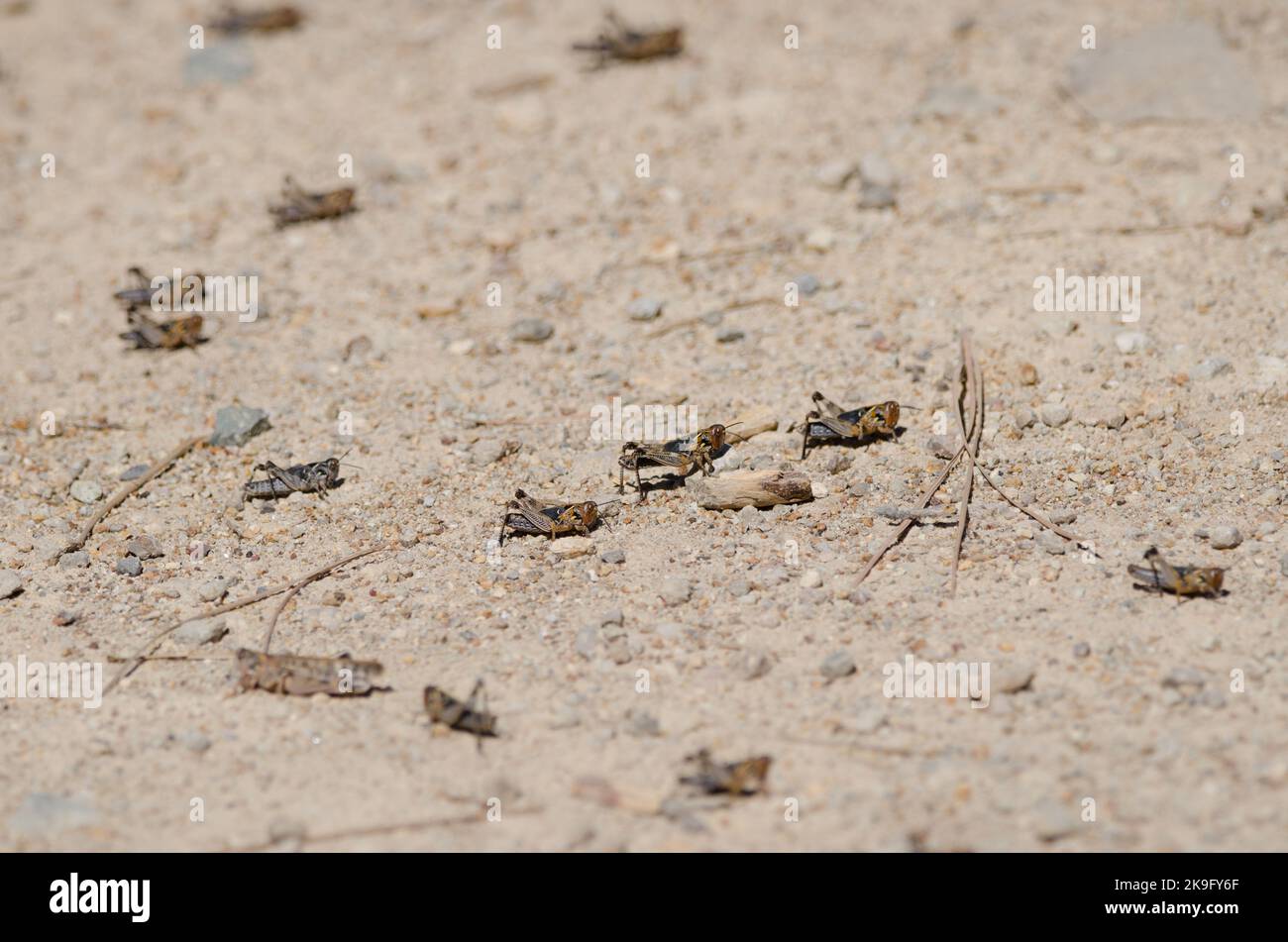 Nymphs of Moroccan locust Dociostaurus maroccanus. Cruz de Pajonales ...