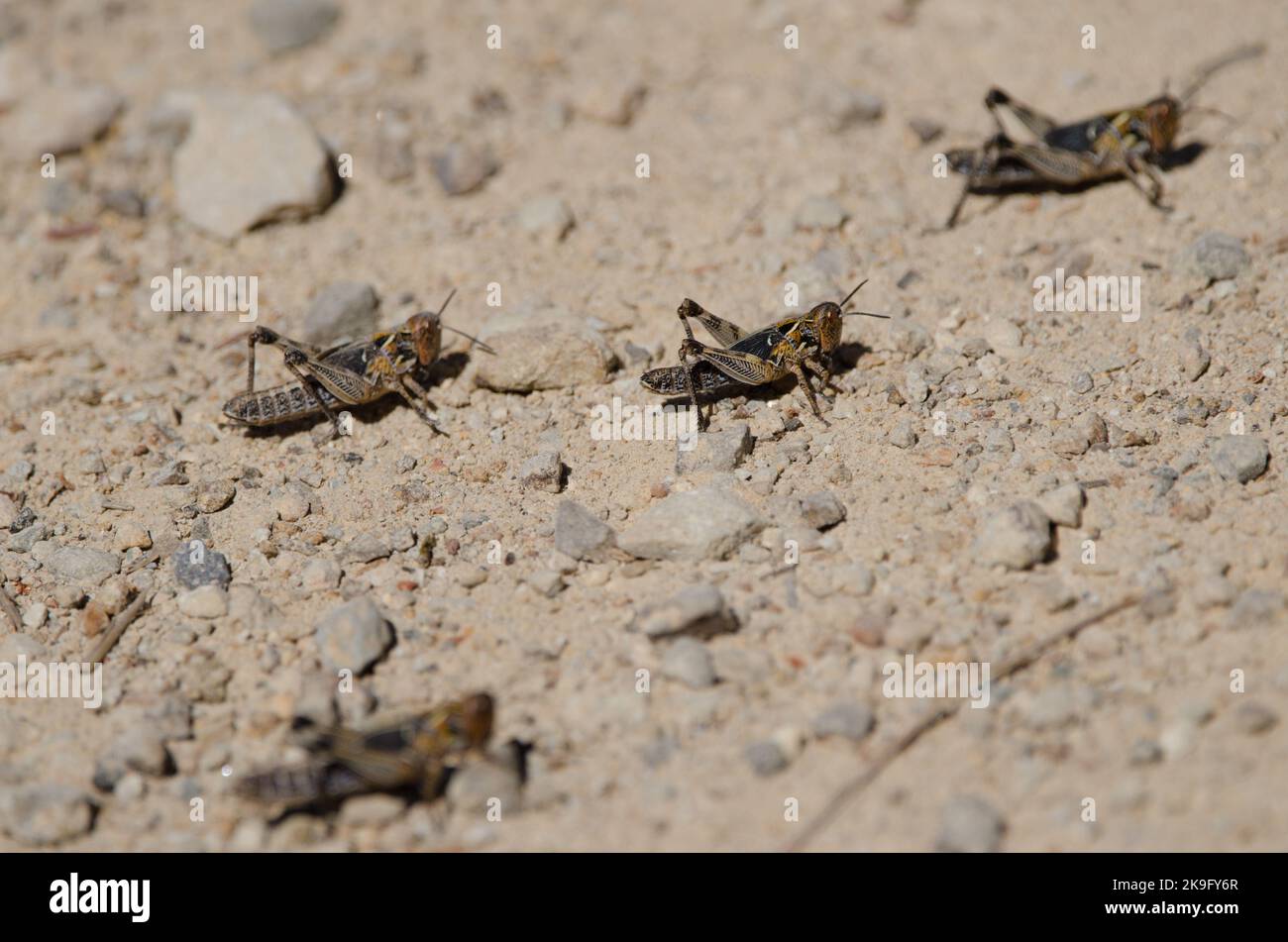 Nymphs of Moroccan locust Dociostaurus maroccanus. Cruz de Pajonales ...