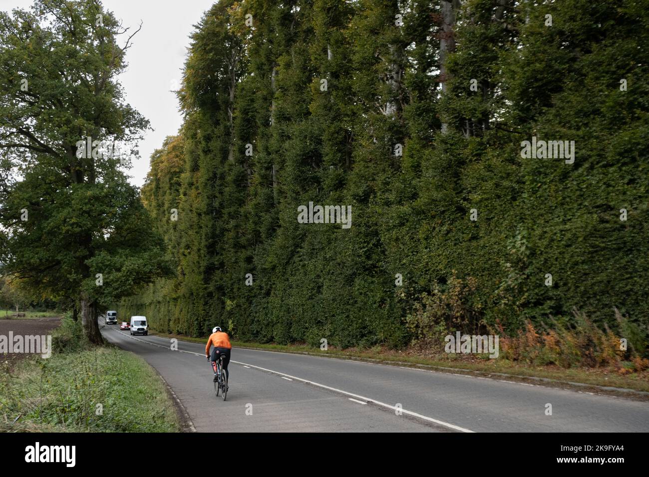 Very tall beech hedge hi-res stock photography and images - Alamy
