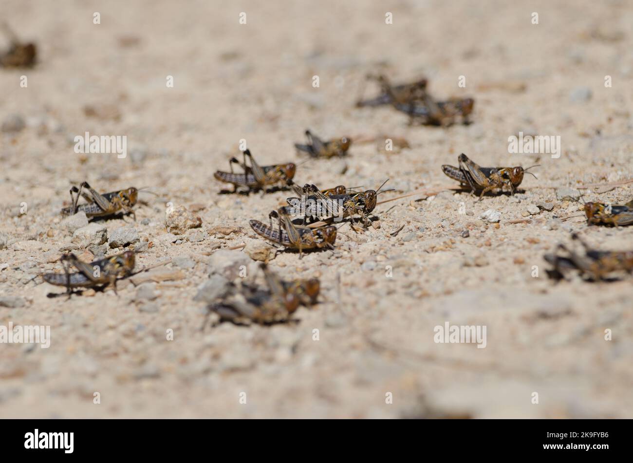 Nymphs of Moroccan locust Dociostaurus maroccanus. Cruz de Pajonales ...