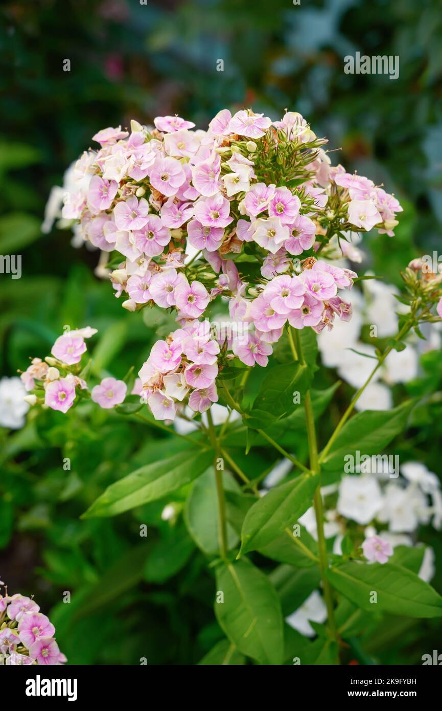 Phlox paniculata Sherbet Blend. phlox flower of modern varieties in the ...