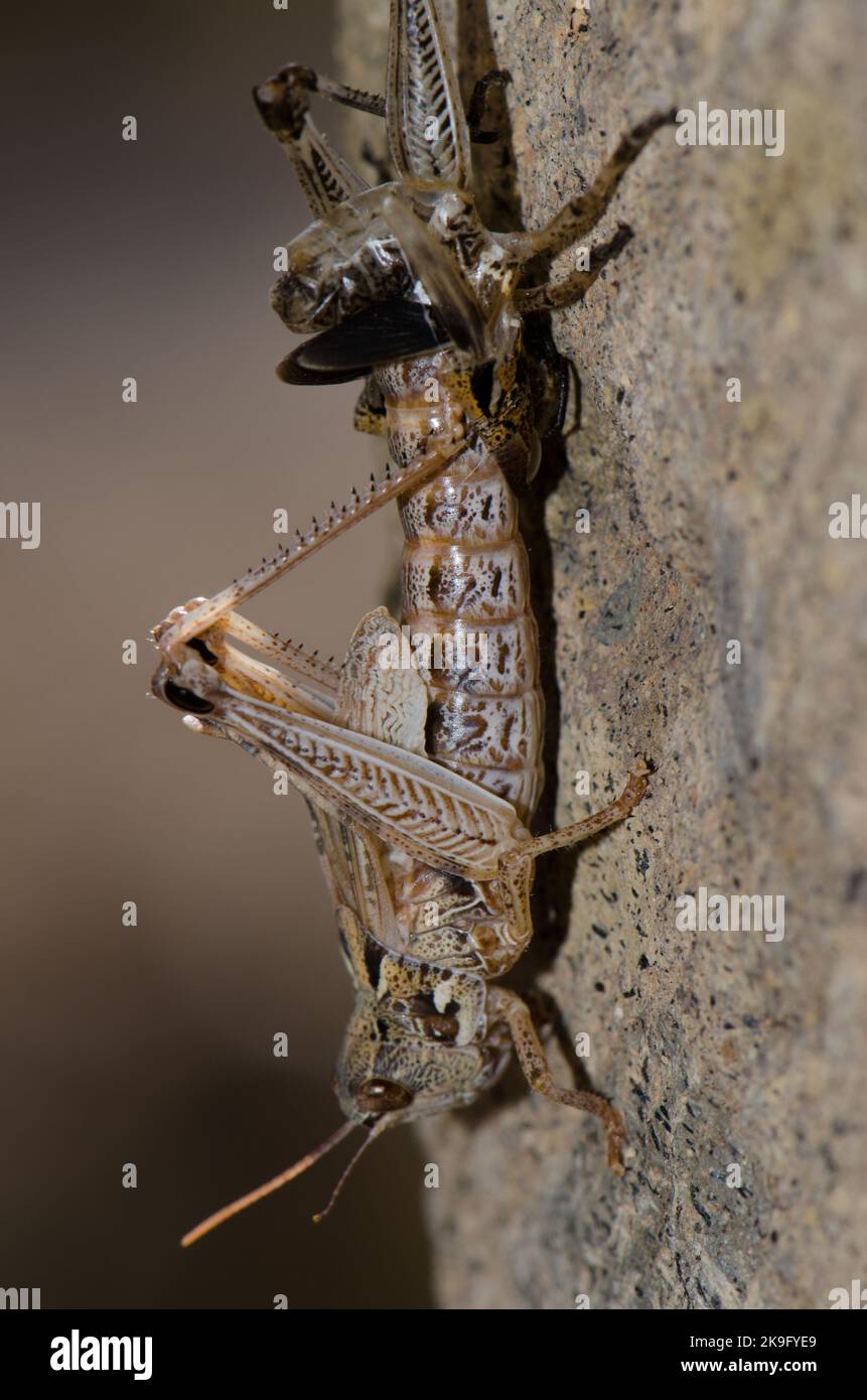 Nymph of Moroccan locust Dociostaurus maroccanus in the molting process ...