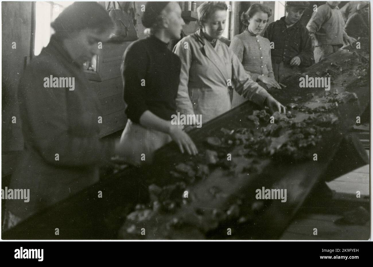 Ore sorting at the source case in Riddarhyttan Stock Photo - Alamy