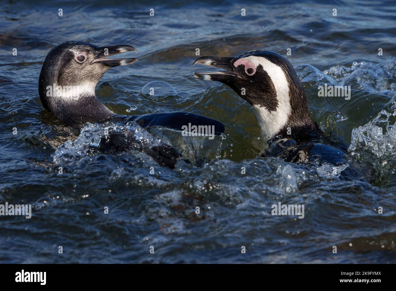 African penguin, Cape penguin or South African penuguin (Spheniscus ...
