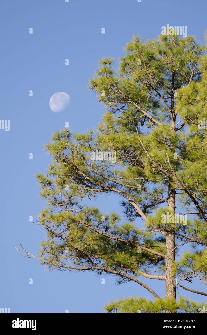 Canary Island pines Pinus canariensis and moon. Integral Natural ...
